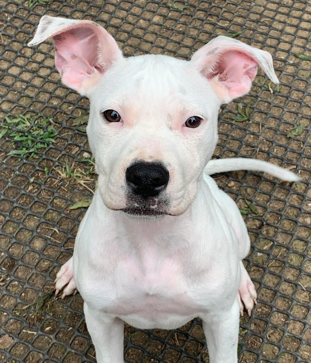 Ritza - Medium Female Staffordshire Terrier Mix Dog in NSW - PetRescue