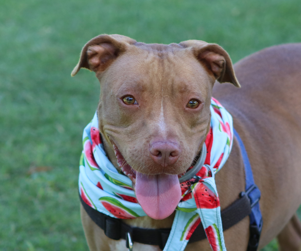 Raffy - Medium Female American Staffordshire Bull Terrier Mix Dog in ...