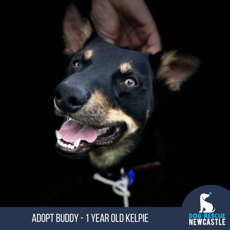 Buddy - 1 Year Old Kelpie (On Trial) - Medium Male Kelpie Dog in NSW ...