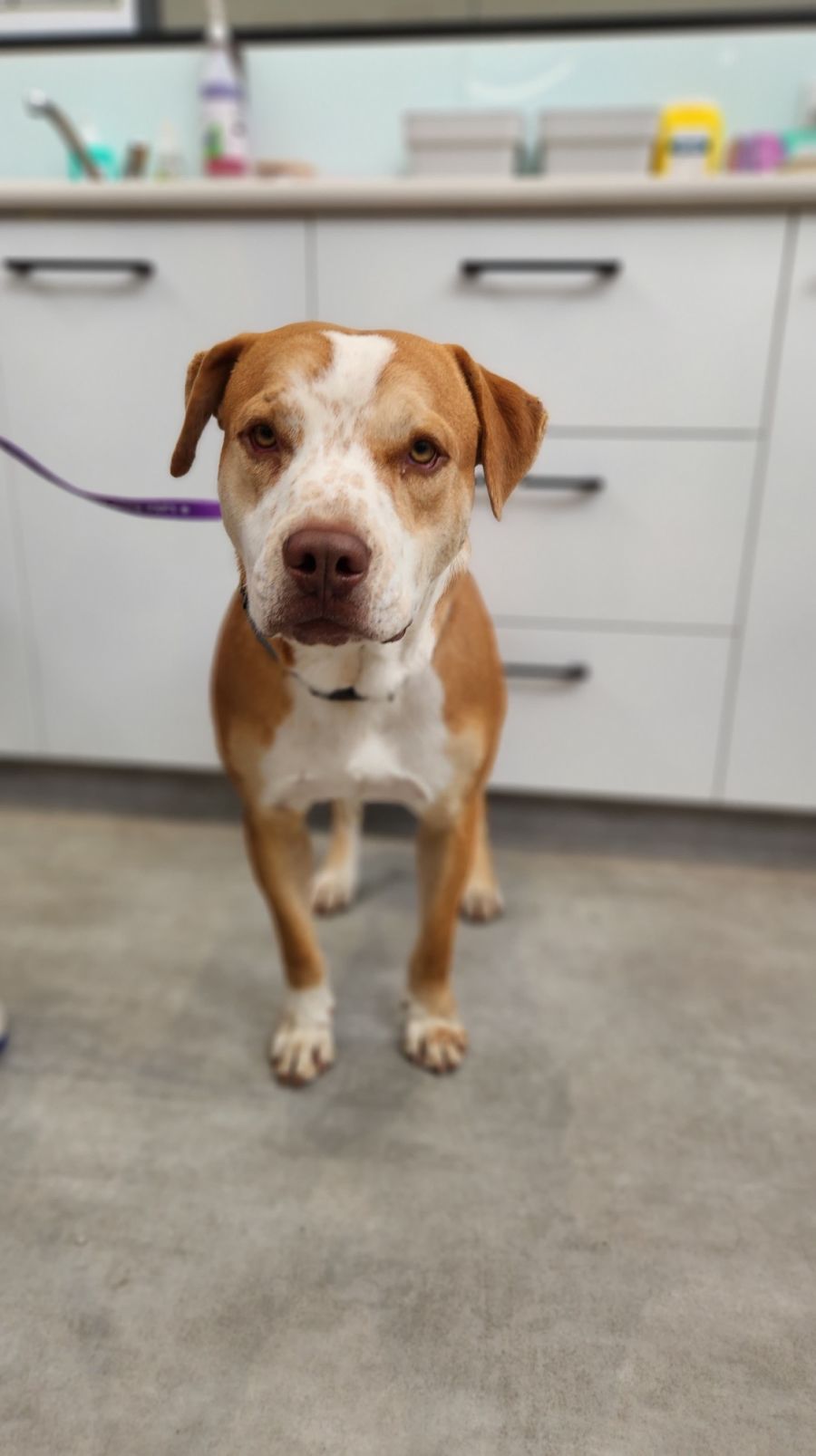 Banjo - Medium Male Staffy Mix Dog in NSW - PetRescue