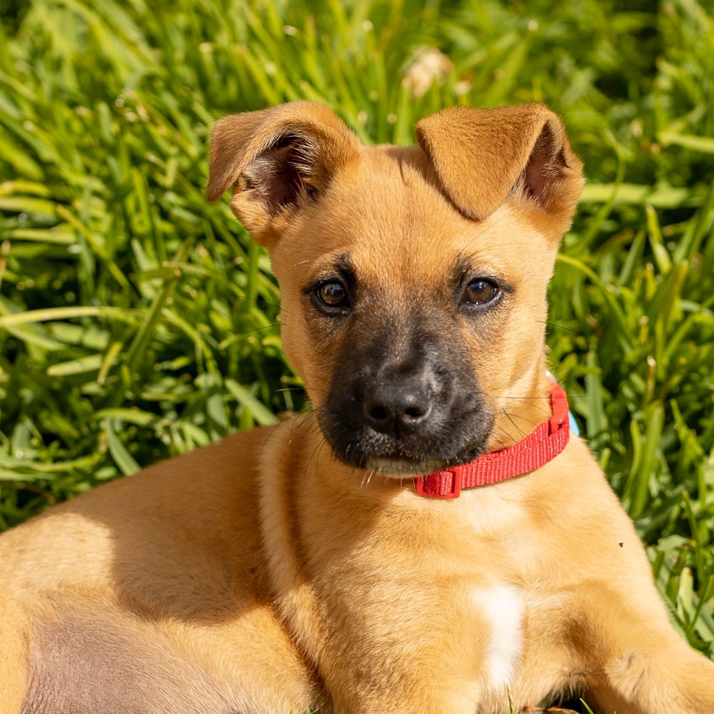 Pluto - Large Male Mixed Breed Dog in WA - PetRescue