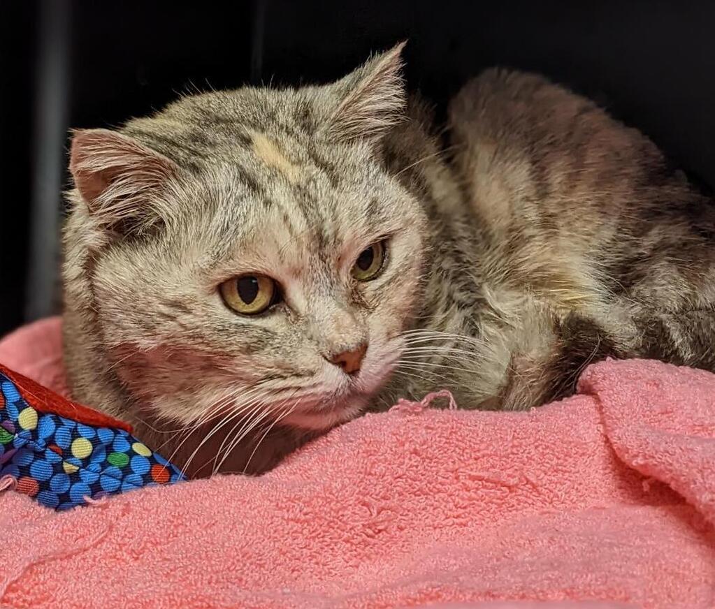 Minx - Female Domestic Short Hair Mix Cat in VIC - PetRescue