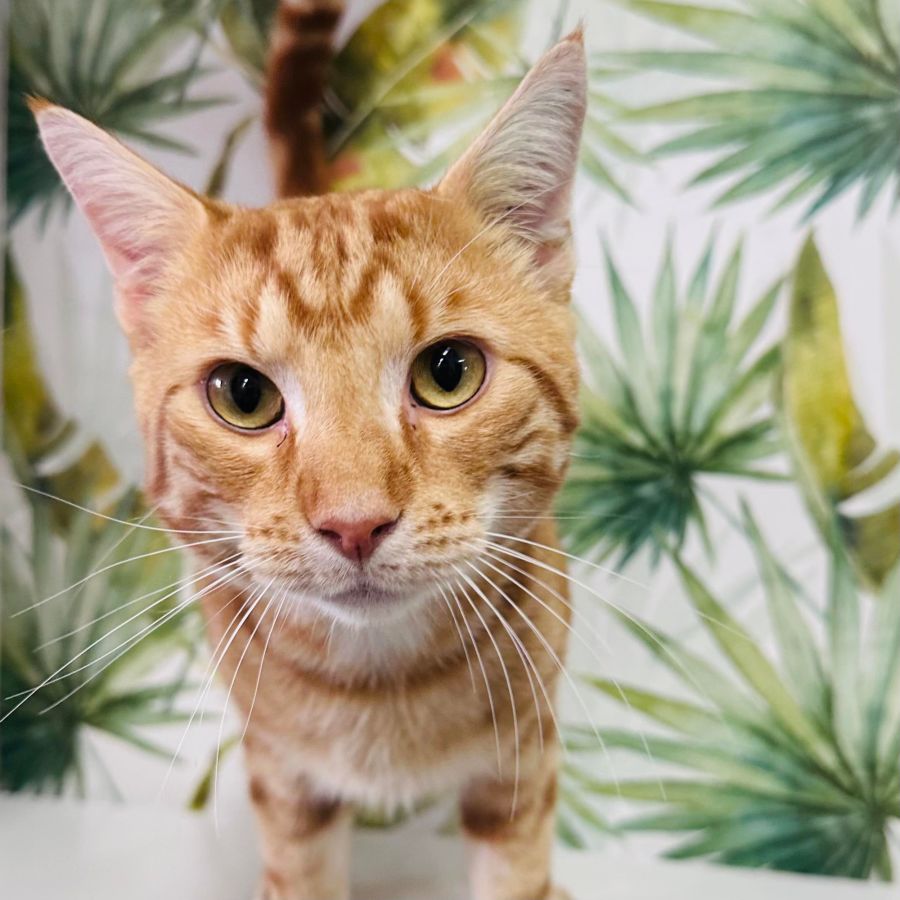 Ginger Megs - Meet me at Nelly's Ark in Fairfield - Male Domestic Short ...