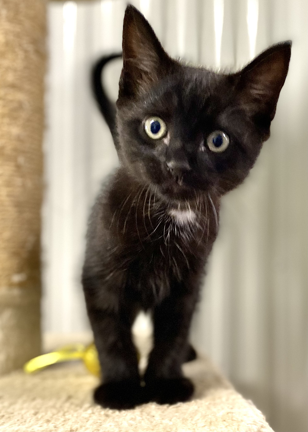 Merlin - Male Ragdoll Mix Cat in QLD - PetRescue