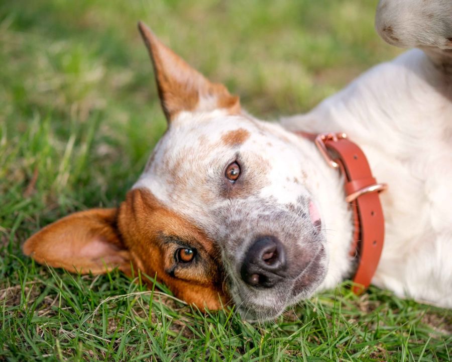 Brodie - Medium Male Australian Cattle Dog Mix Dog in NSW - PetRescue