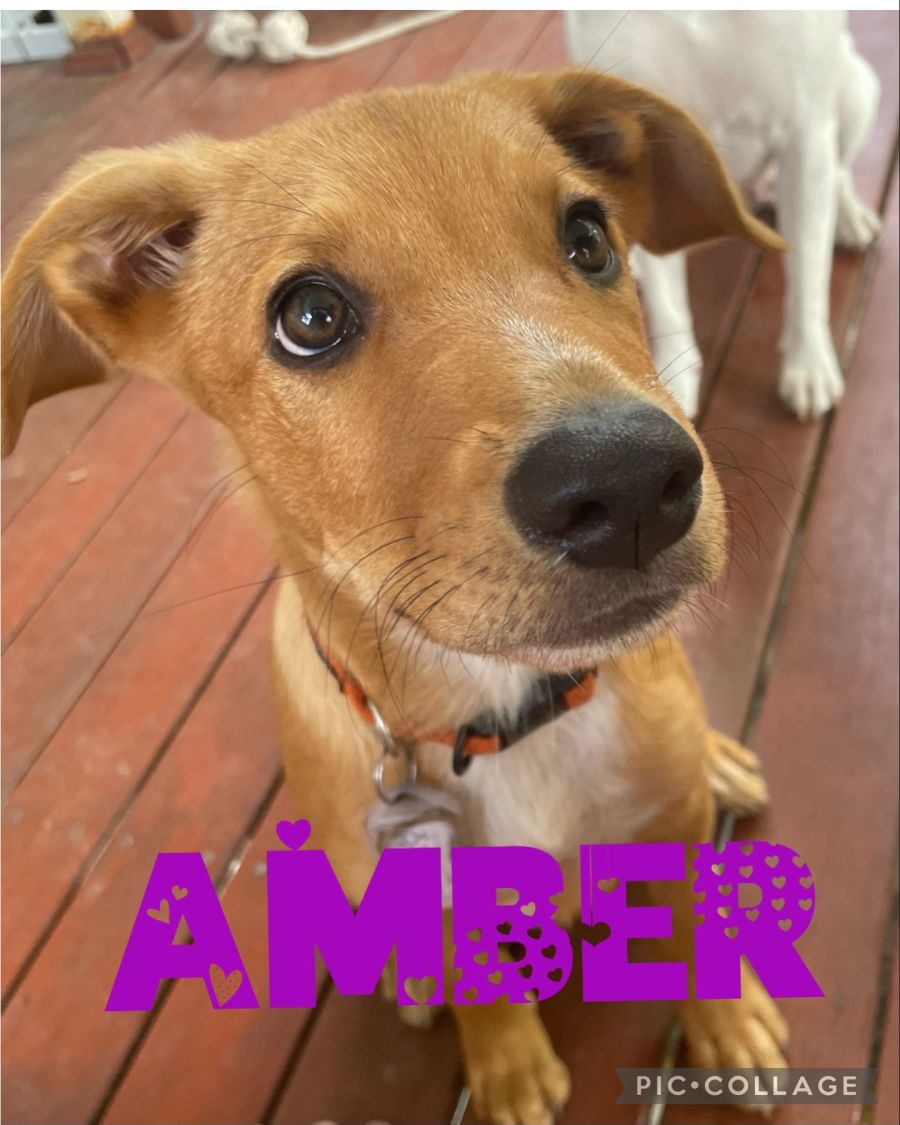 Amber - Medium Female Border Collie Mix Dog in QLD - PetRescue