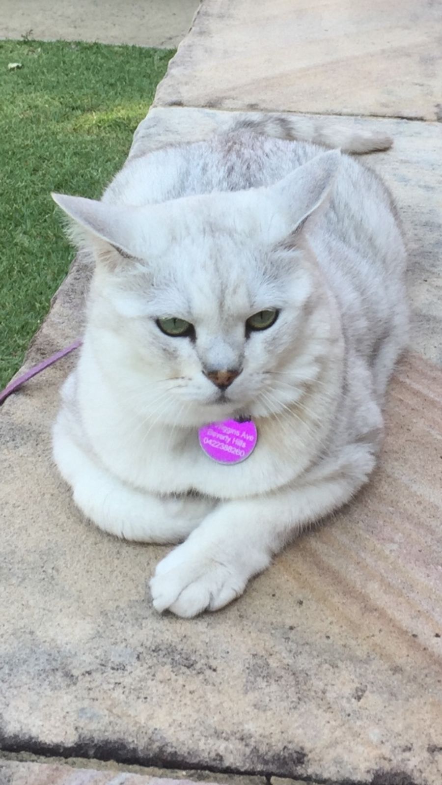 Sooty - Male Burmilla Cat in NSW - PetRescue