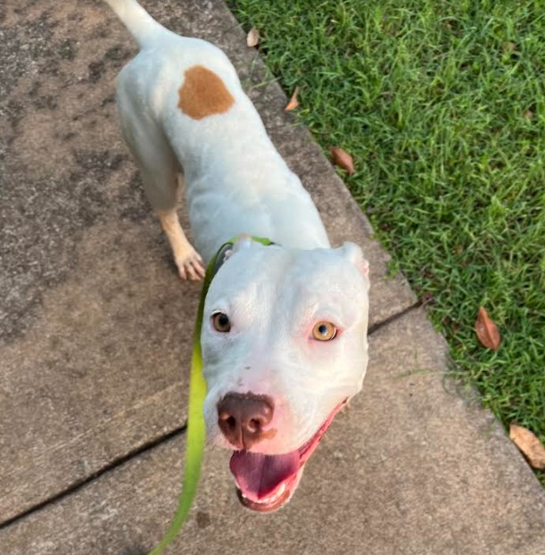 Snowflake - Medium Female Mixed Breed Mix Dog in NT - PetRescue