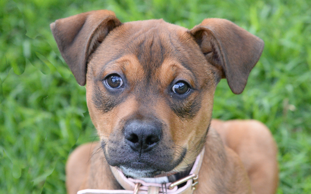 Max - Small Male Mastiff Mix Dog in VIC - PetRescue