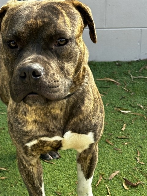 Tiger - Large Male Staffordshire Bull Terrier Dog in NSW - PetRescue