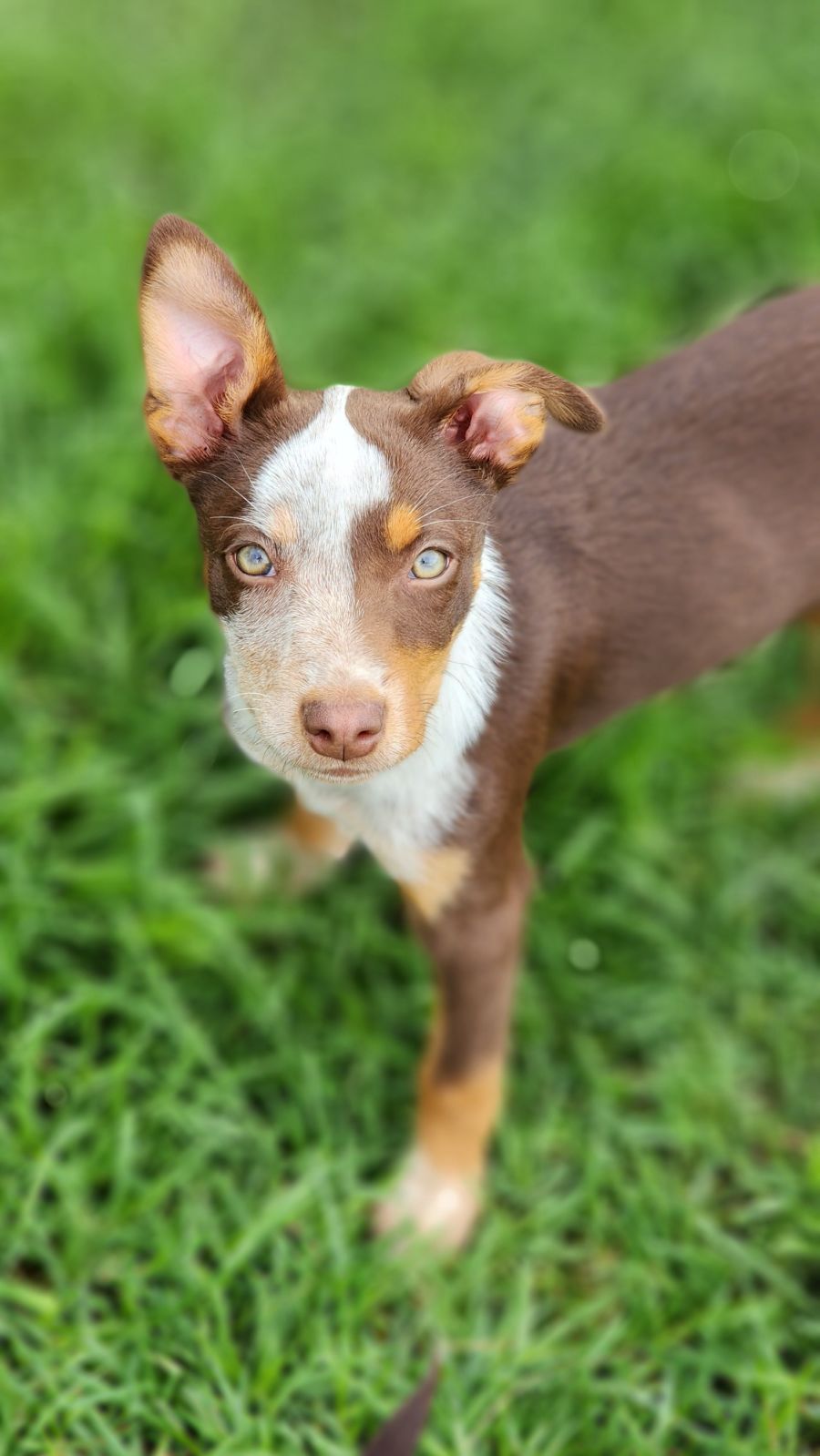 Sansa - Medium Female Kelpie x Koolie Mix Dog in VIC - PetRescue