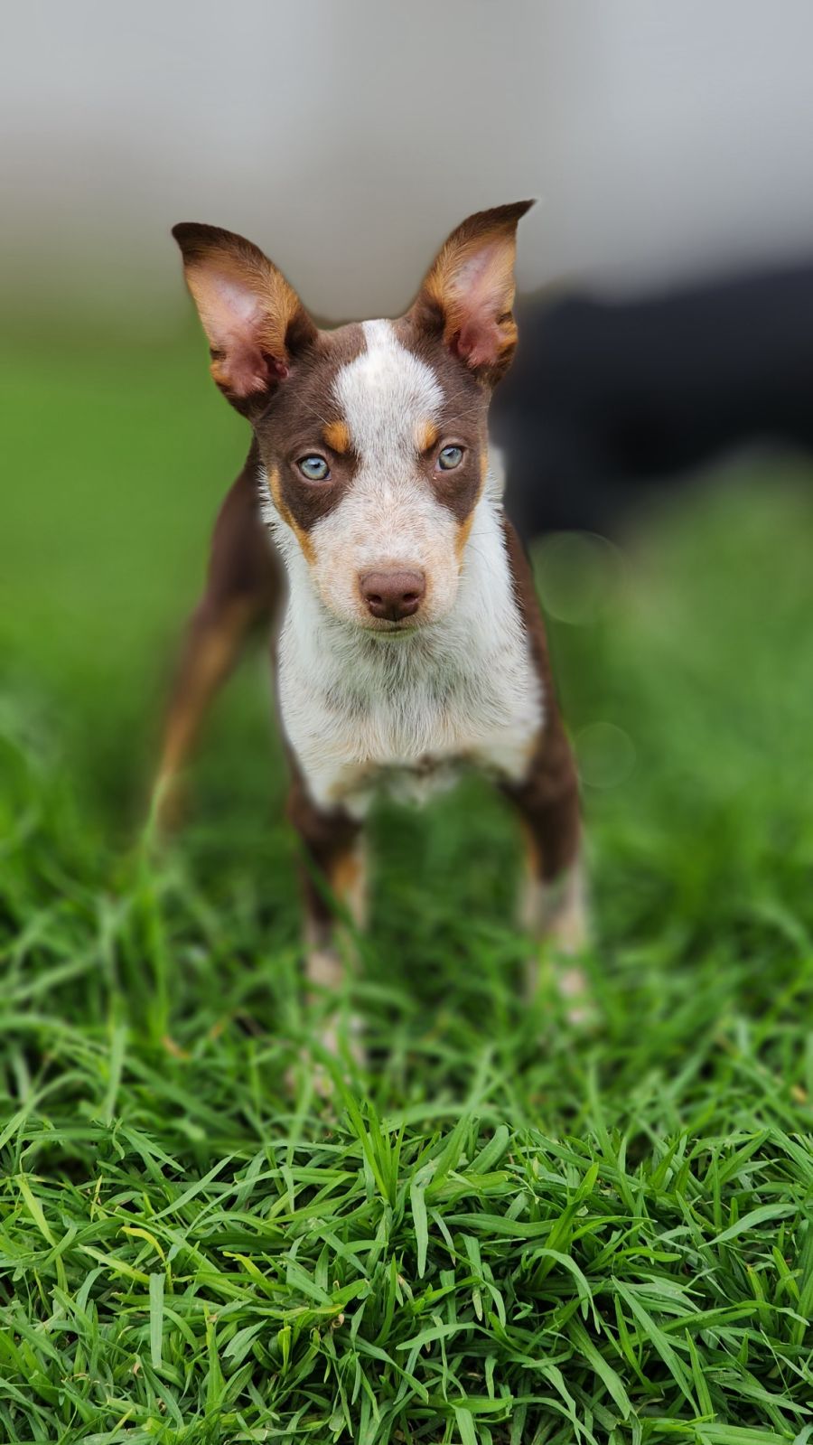Shae - Medium Female Kelpie x Koolie Mix Dog in VIC - PetRescue
