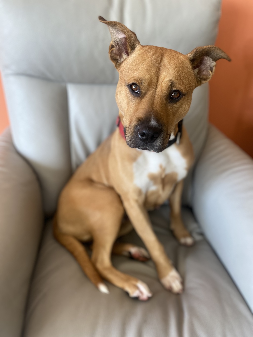Roxy (renamed Foxy) - Medium Female Rhodesian Ridgeback x Staffy Mix ...