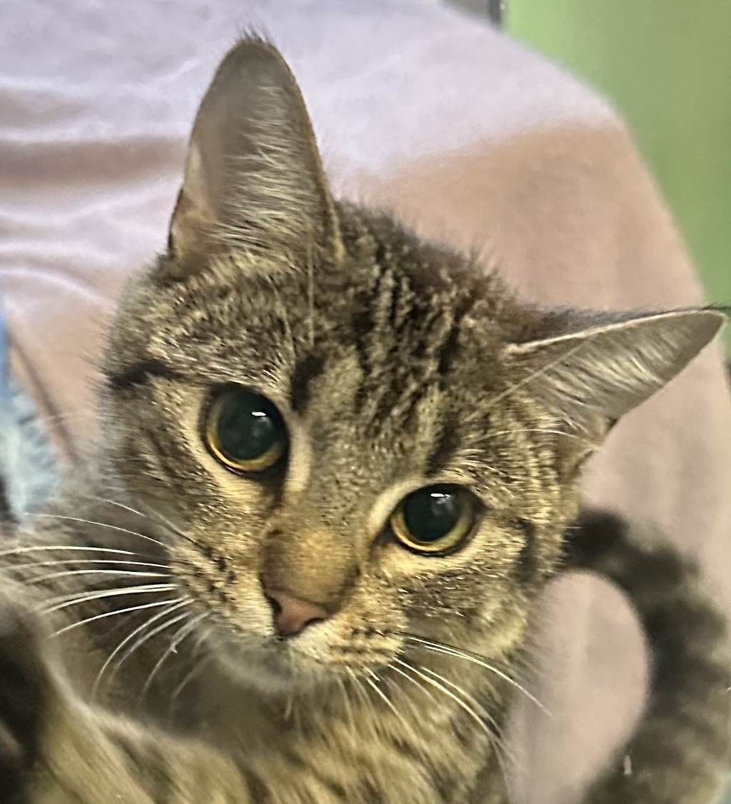Lura - Female Domestic Short Hair Mix Cat in VIC - PetRescue