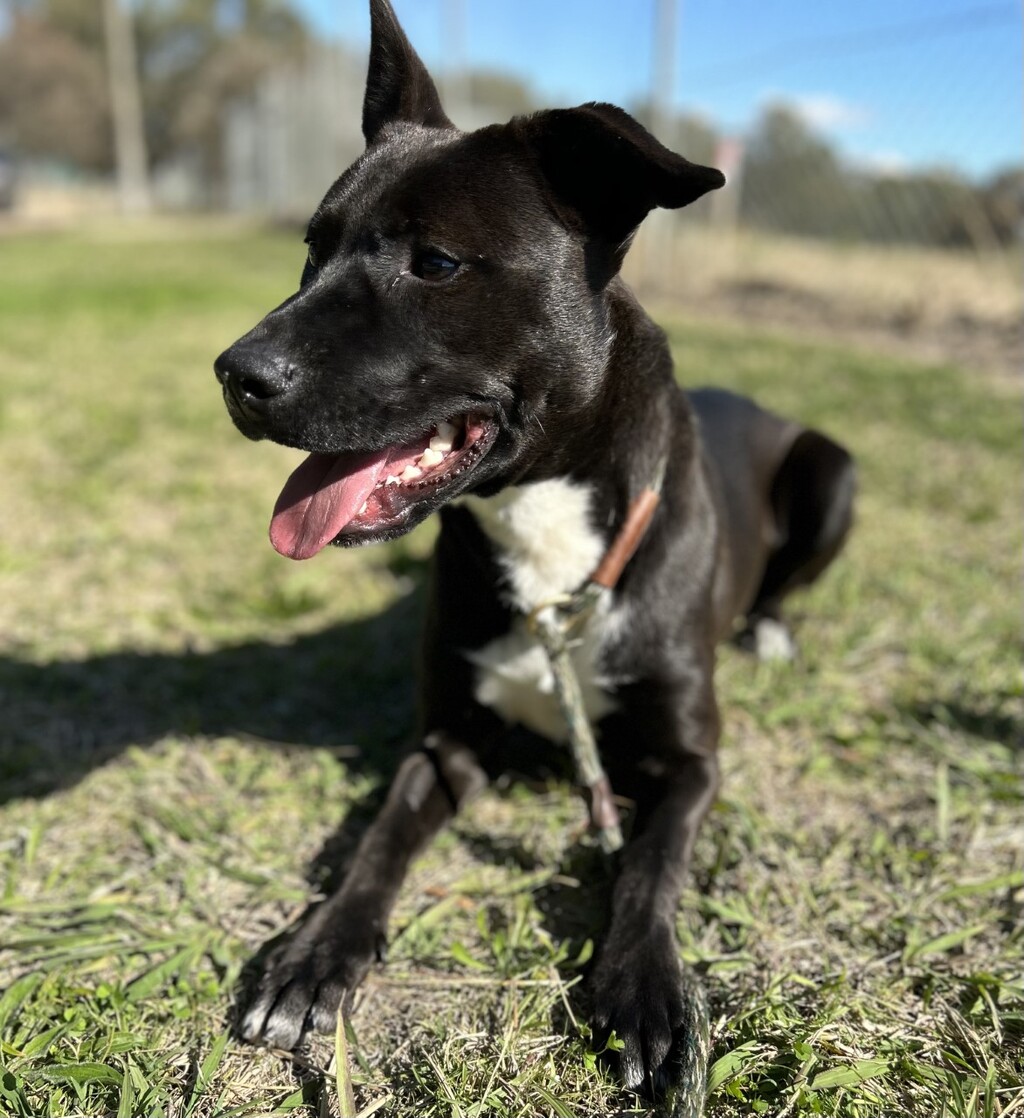 George - Medium Male Kelpie x Staffordshire Bull Terrier Mix Dog in VIC ...
