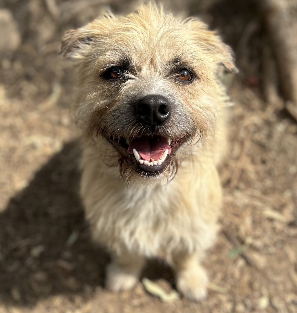 Benji - Medium Male Small Terrier Cross Mix Dog in VIC - PetRescue