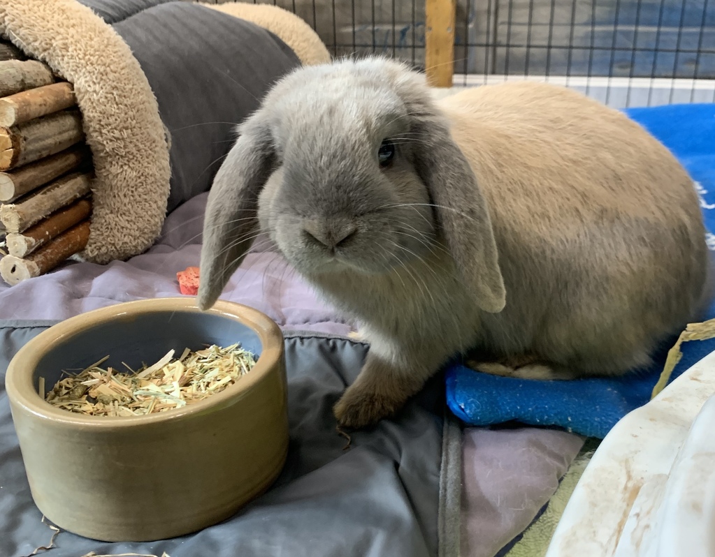 Benjamin - Male Mini Lop Mix Rabbit in ACT - PetRescue