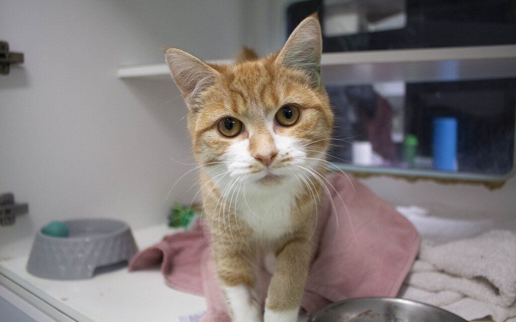 Edwina - Female Domestic Short Hair Mix Cat in VIC - PetRescue