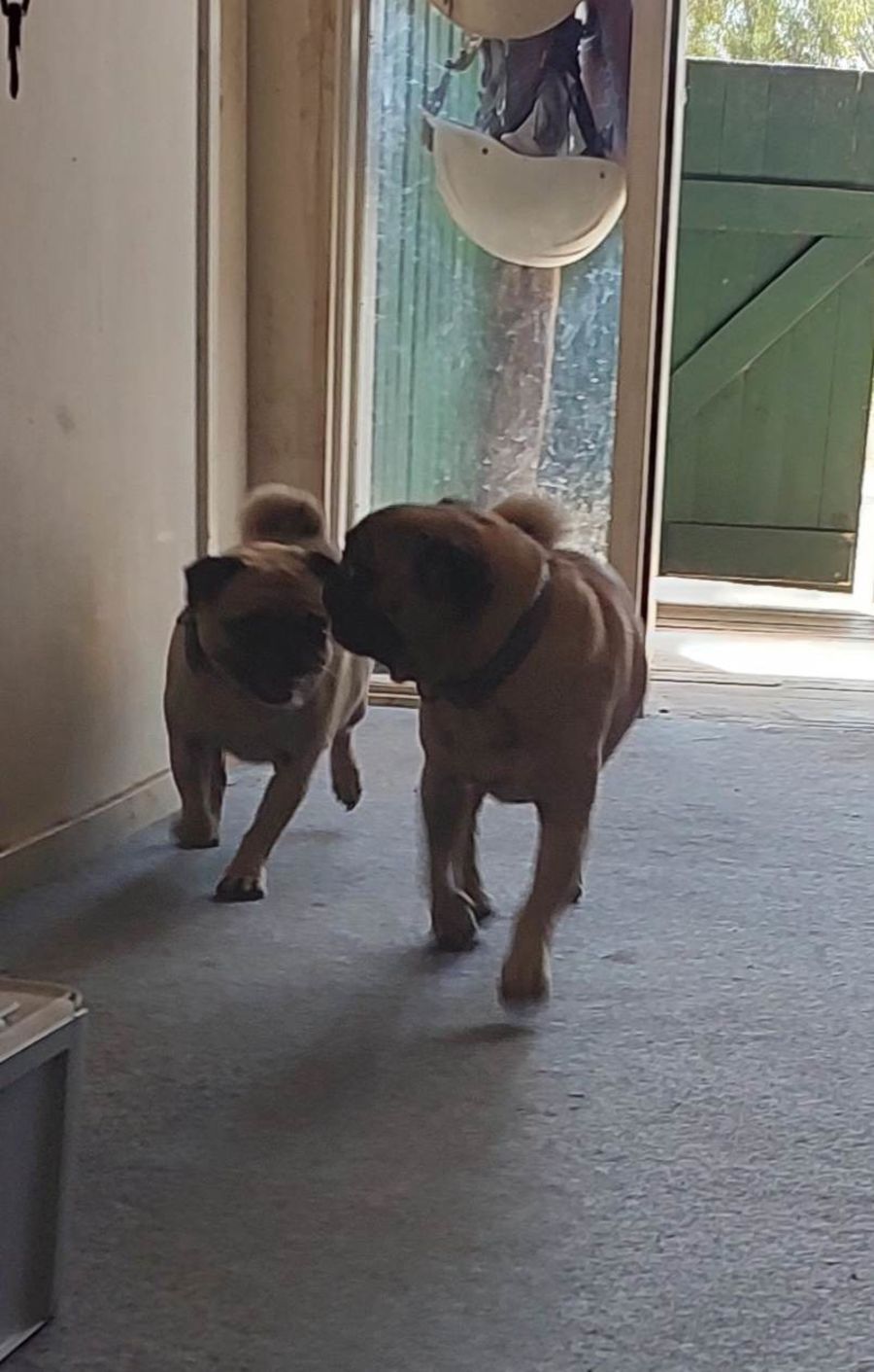 Dozer - Small Male Pug Dog in QLD - PetRescue