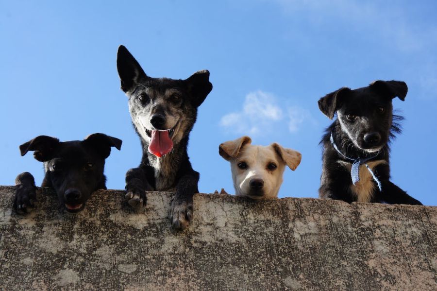 Help for finding your lost dog - PetRescue