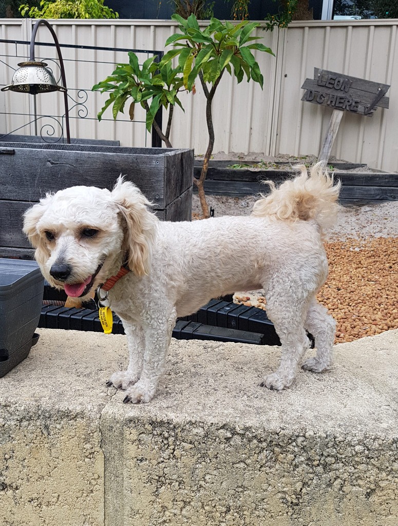 Pancake - Small Female Bichon Frise x Poodle Mix Dog in WA - PetRescue