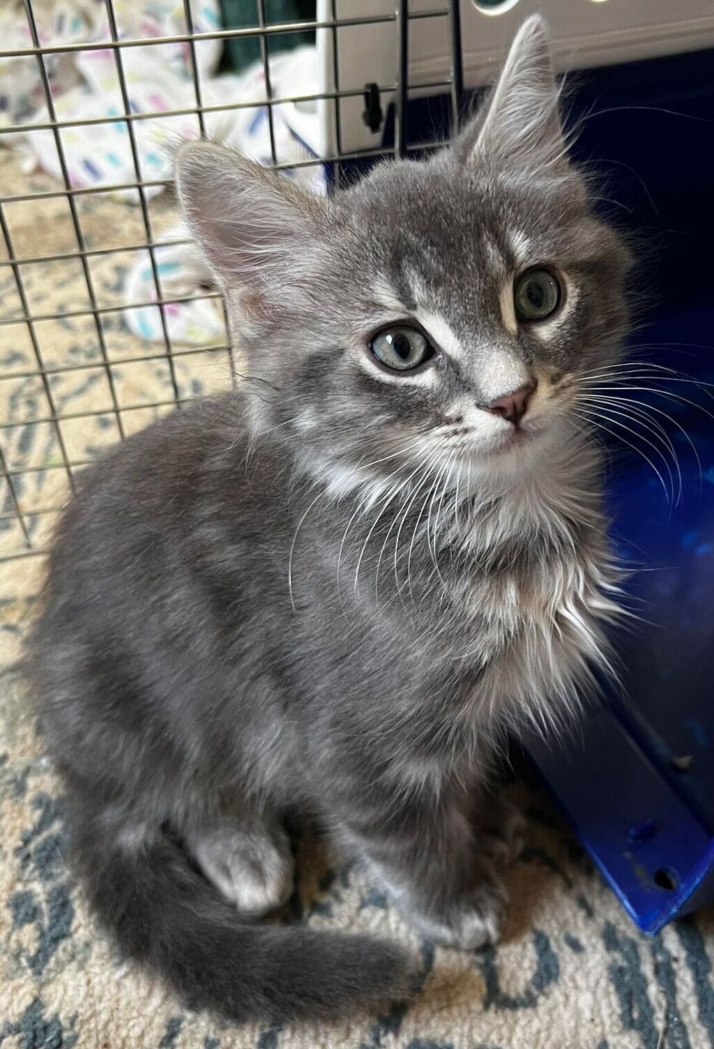 Barnaby - Male Domestic Medium Hair Mix Cat in QLD - PetRescue