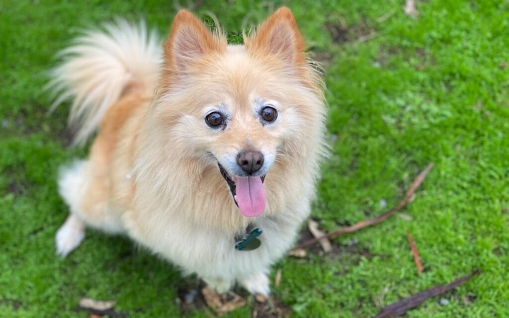 Fifi - Small Female Spitz Mix Dog in VIC - PetRescue