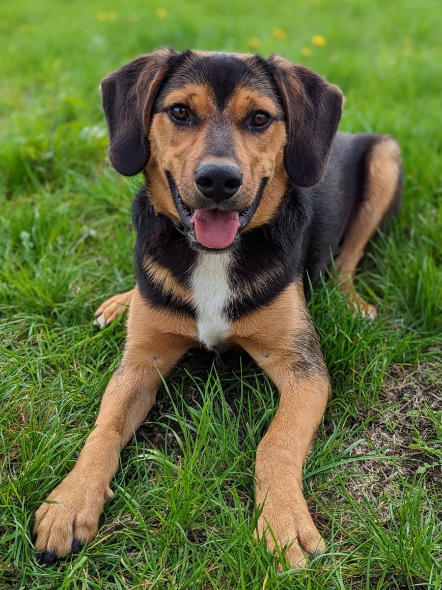 Bux - Medium Male Beagle Mix Dog in VIC - PetRescue