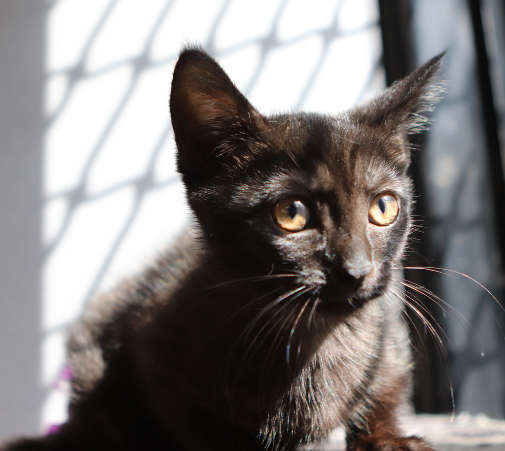 Jinx - Female Domestic Short Hair Mix Cat in QLD - PetRescue