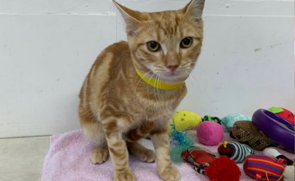 Koby - Male Domestic Short Hair Mix Cat in VIC - PetRescue