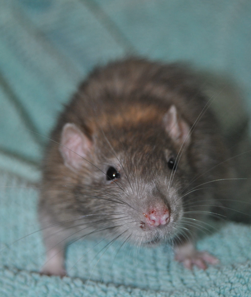 Bluey - Male Rat Mix Rodent in QLD - PetRescue