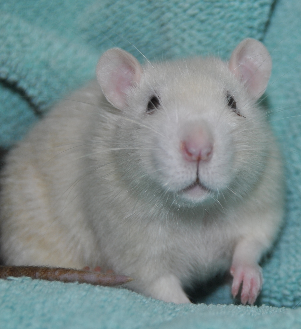 Casper - Male Rat Mix Rodent in QLD - PetRescue