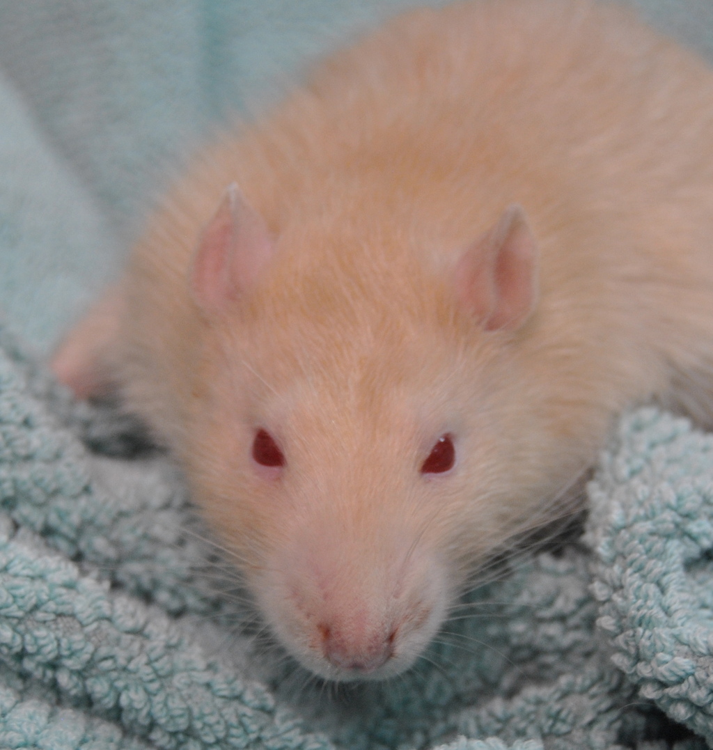 Levi - Male Rat Mix Rodent in QLD - PetRescue