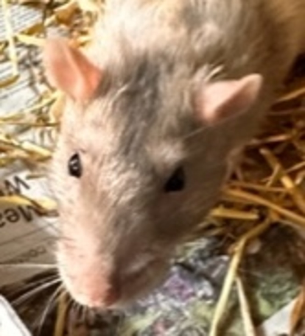 Jiggles - Male Rat Mix Rodent in QLD - PetRescue