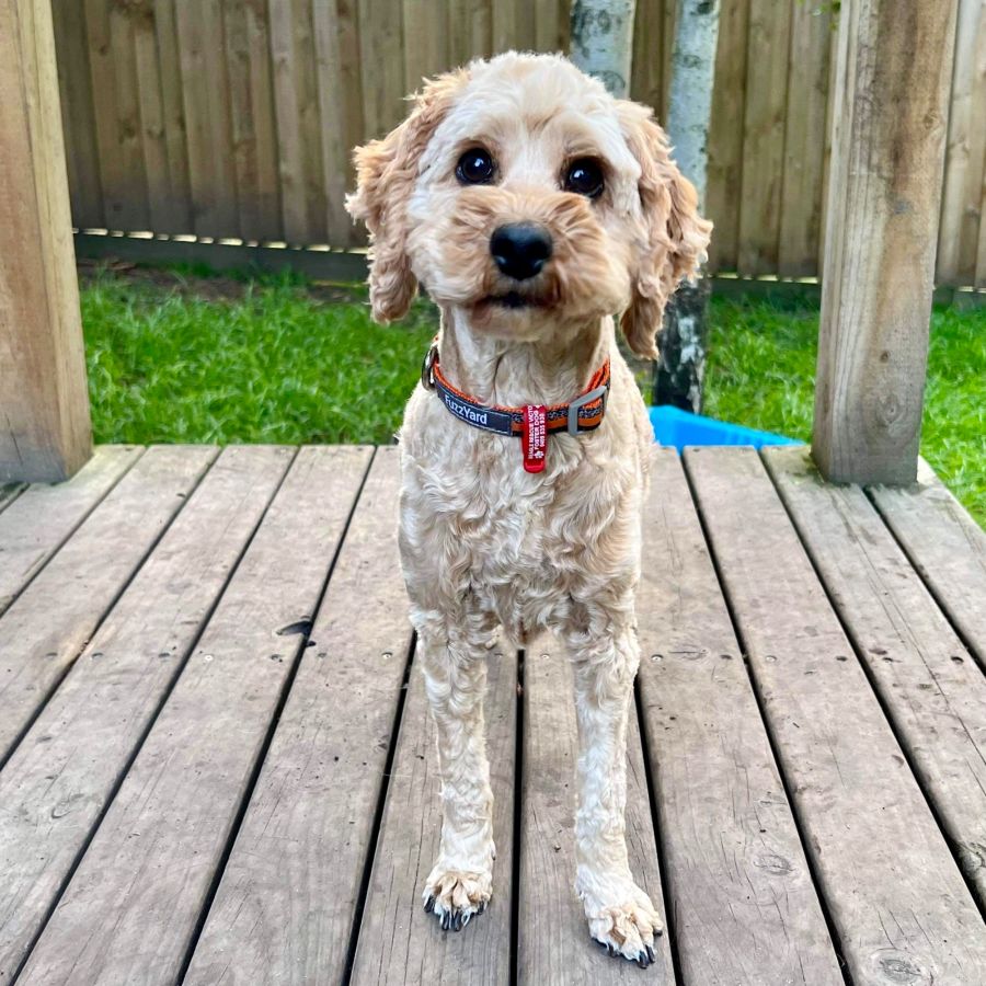 Bonnie - Small Female Poodle x Cocker Spaniel, English Mix Dog in VIC ...