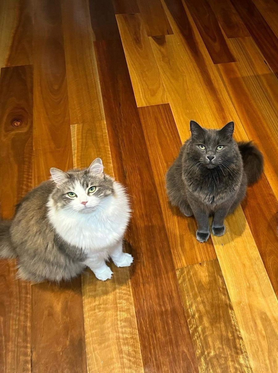 Bindi & Jeb - Female Domestic Medium Hair Cat in QLD - PetRescue