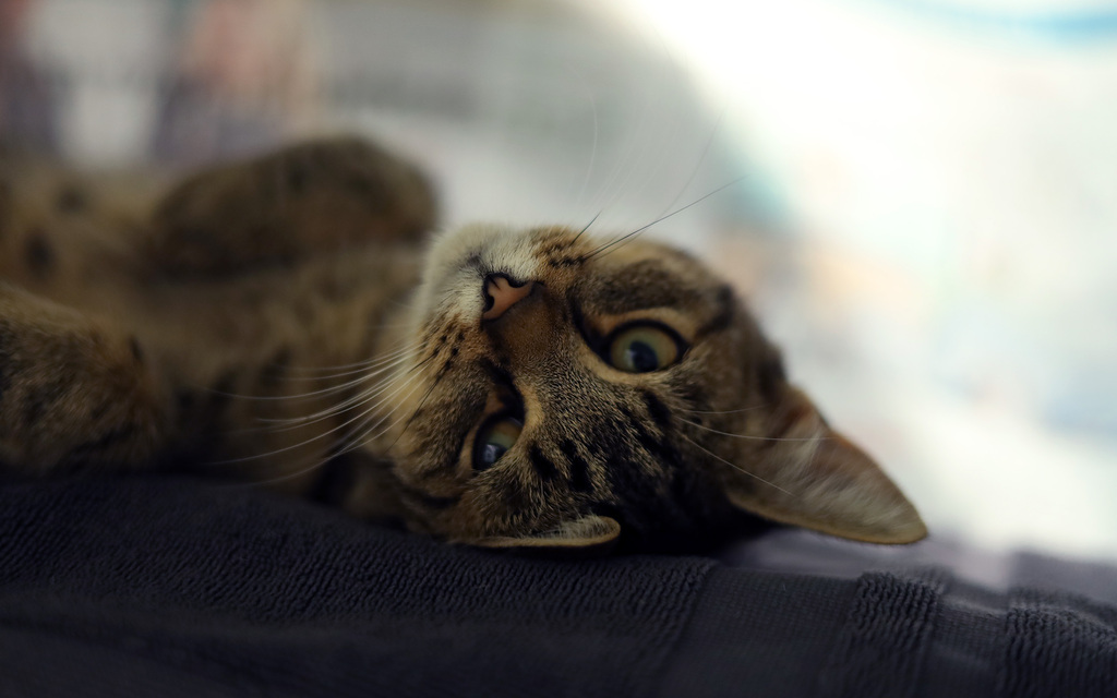 Gretta - Female Domestic Short Hair Mix Cat in VIC - PetRescue