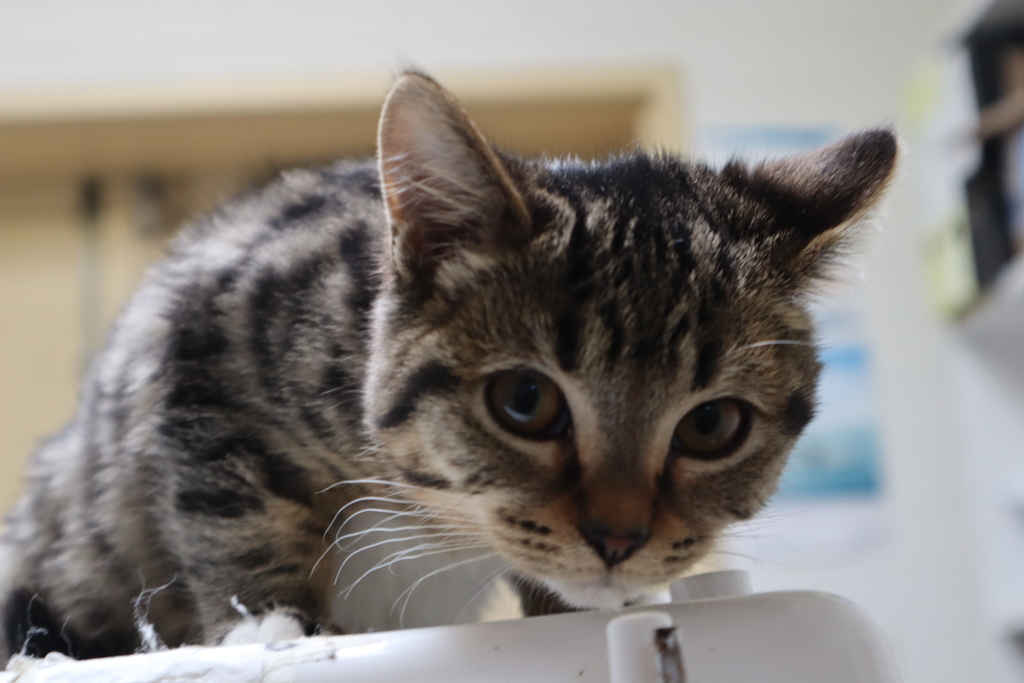 Nibbles - Female Domestic Short Hair Mix Cat in VIC - PetRescue