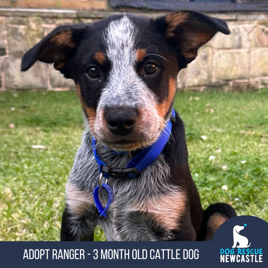 Ranger - 12 Week Old Cattle Dog (Trial) - Medium Male Australian Cattle ...