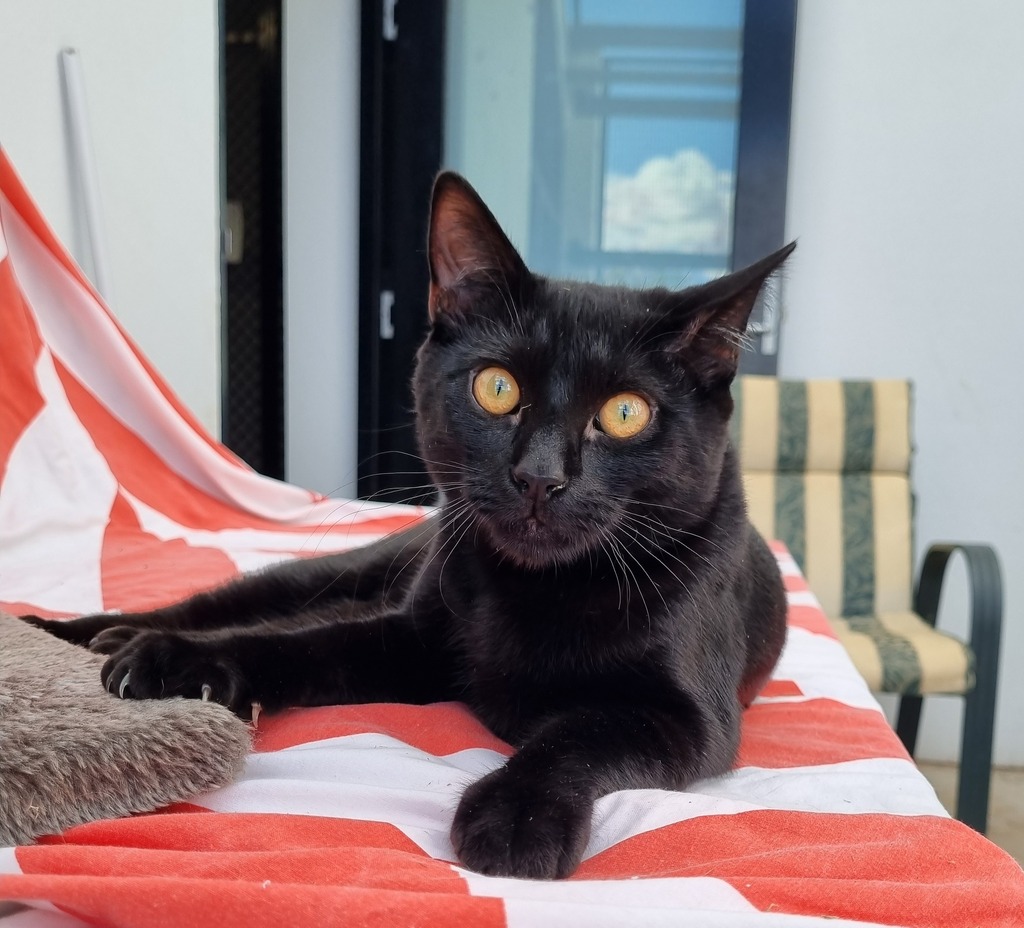 Cola - Male Manx Mix Cat in QLD - PetRescue