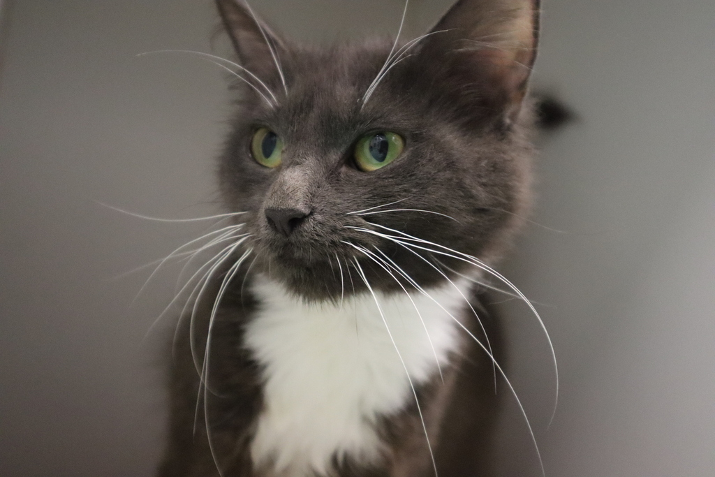 Louisa - Female Domestic Medium Hair Mix Cat in VIC - PetRescue