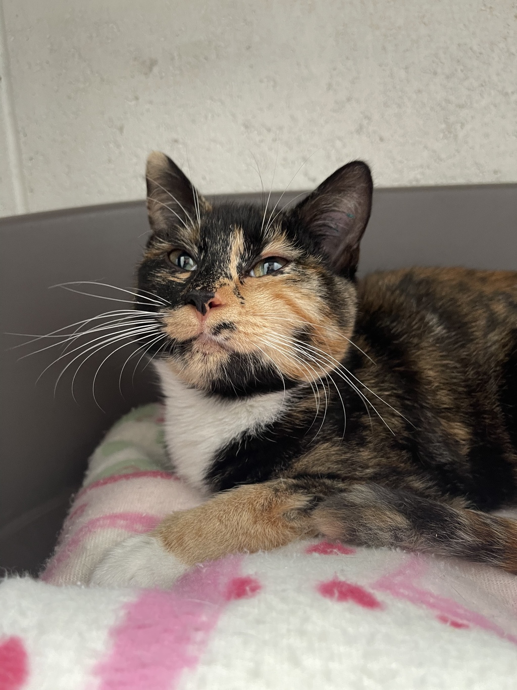 Bessie - Female Domestic Short Hair Cat in VIC - PetRescue