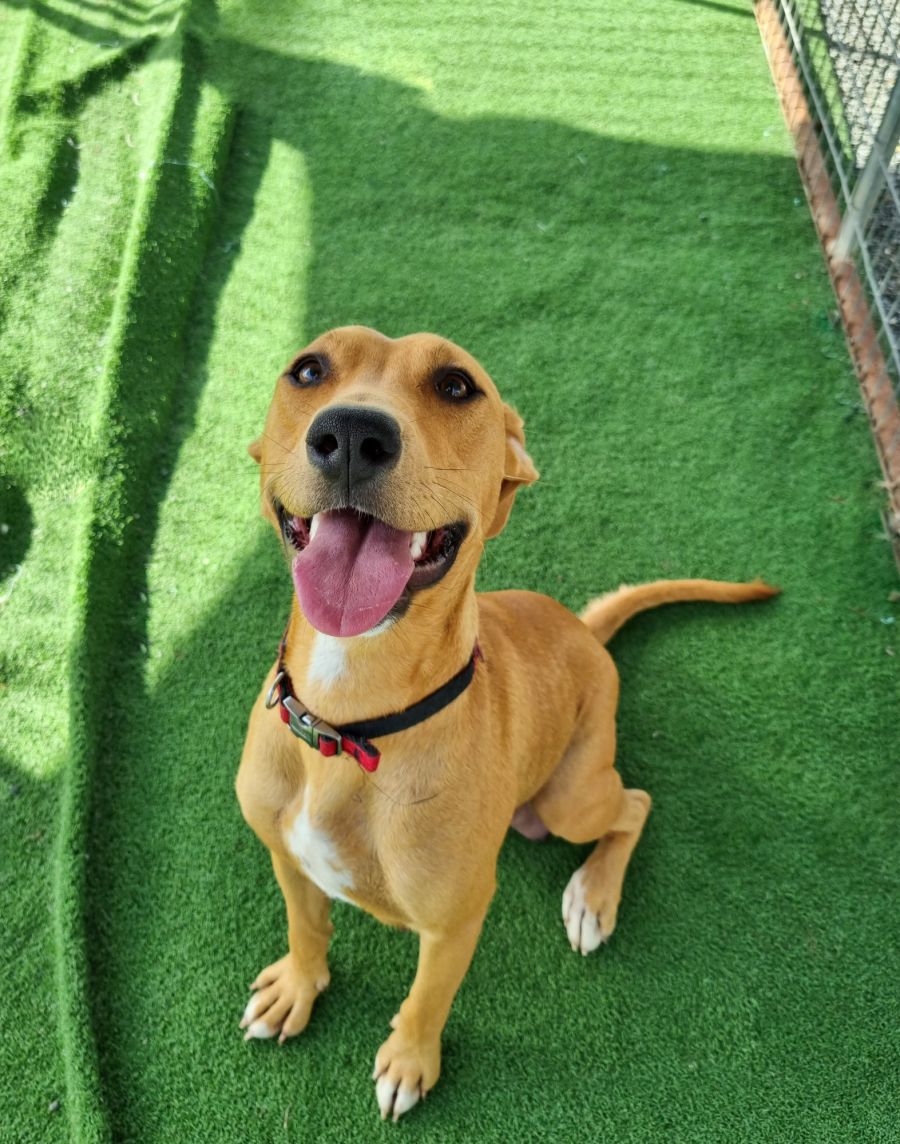 Nala - Medium Female Staffy x Rhodesian Ridgeback Dog in NSW - PetRescue