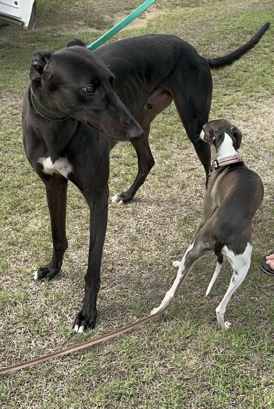 Jack - Large Male Greyhound Dog in NSW - PetRescue