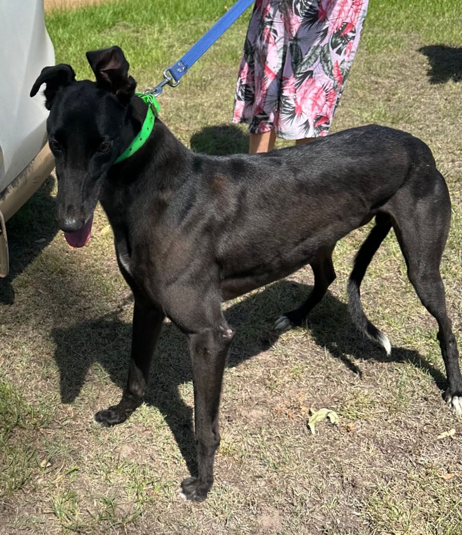 Billy - Large Male Greyhound Dog in NSW - PetRescue