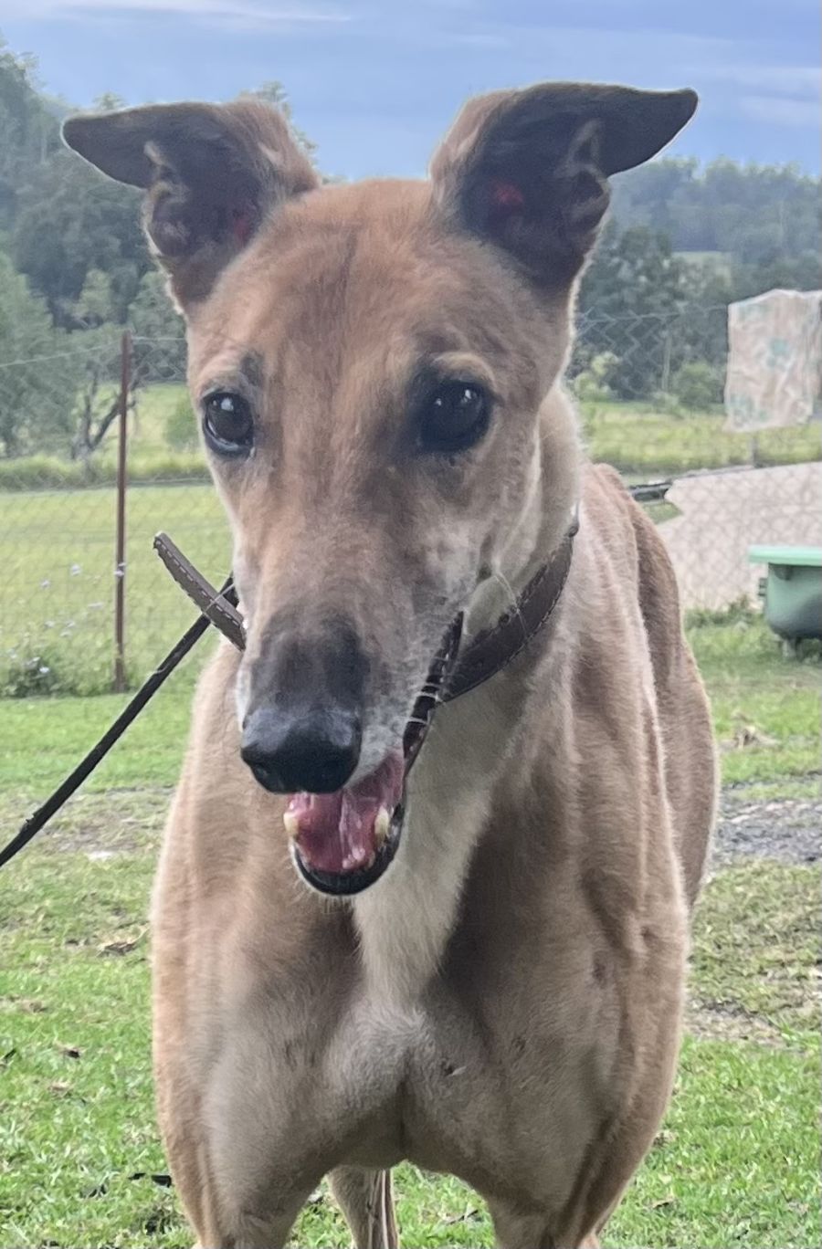 St Pablo - Large Male Greyhound Dog in NSW - PetRescue