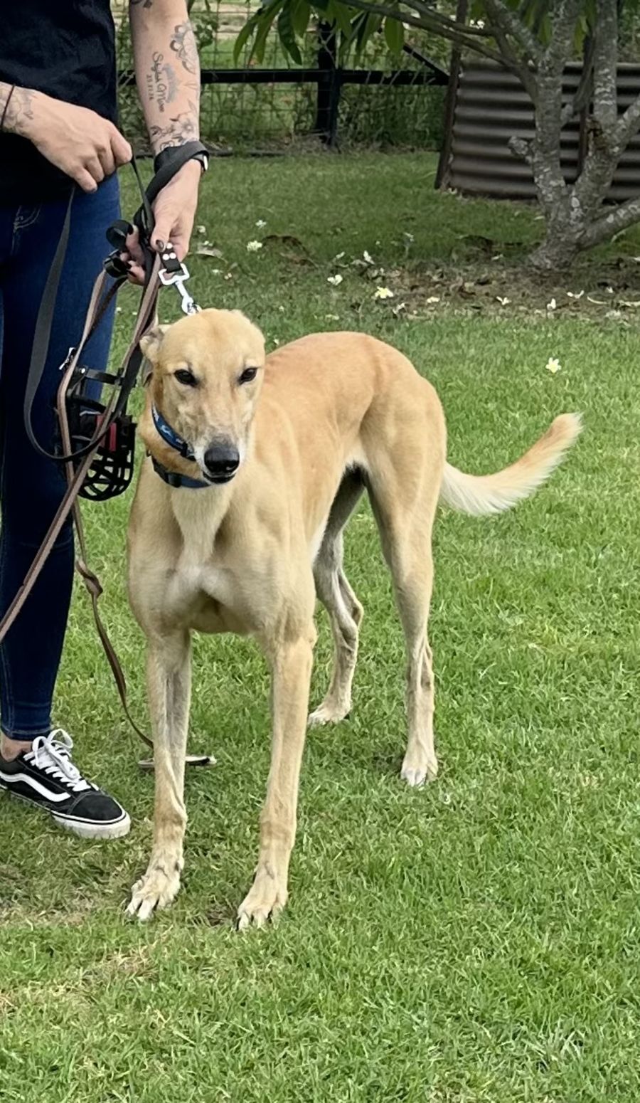 Marley - Large Female Greyhound Dog in NSW - PetRescue