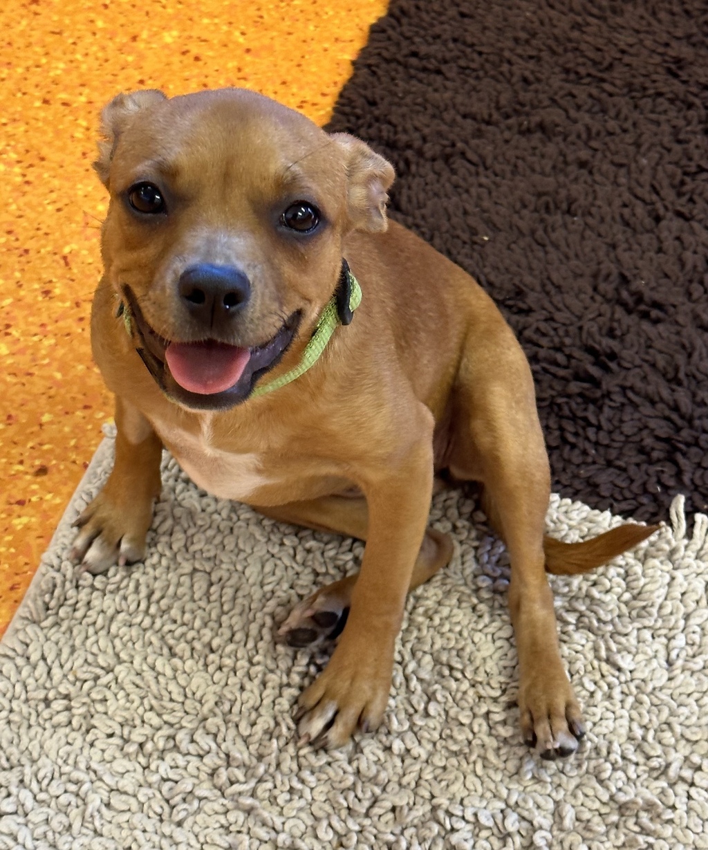 Tammy - Medium Female Chihuahua x English Staffordshire Bull Terrier ...