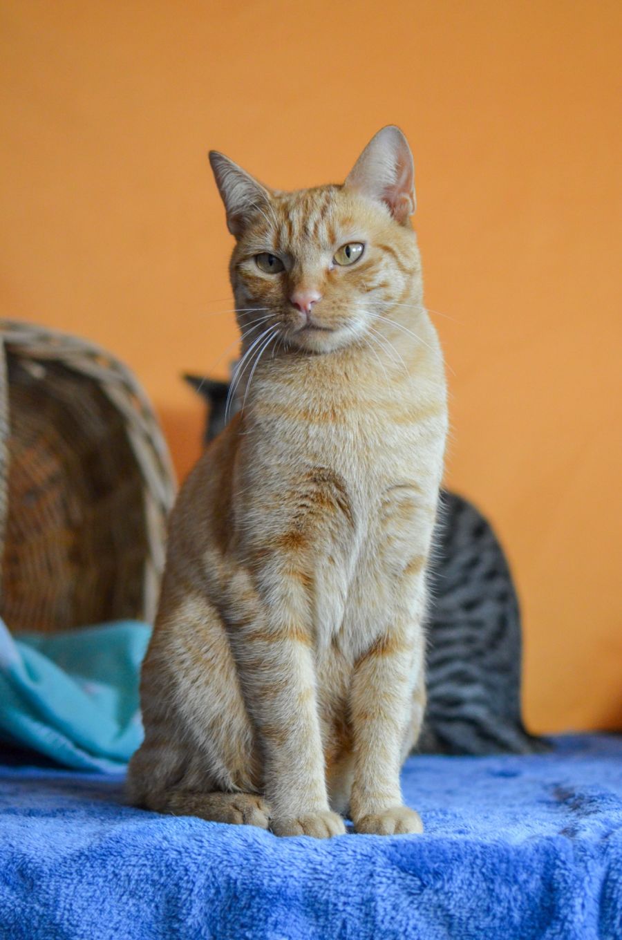 Macaulay 🍊 - Male Domestic Short Hair Cat in VIC - PetRescue
