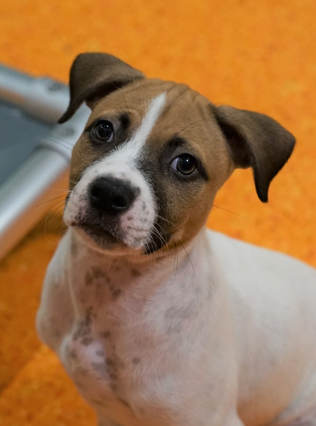 Mikey - Medium Male Bull Arab Mix Dog in QLD - PetRescue